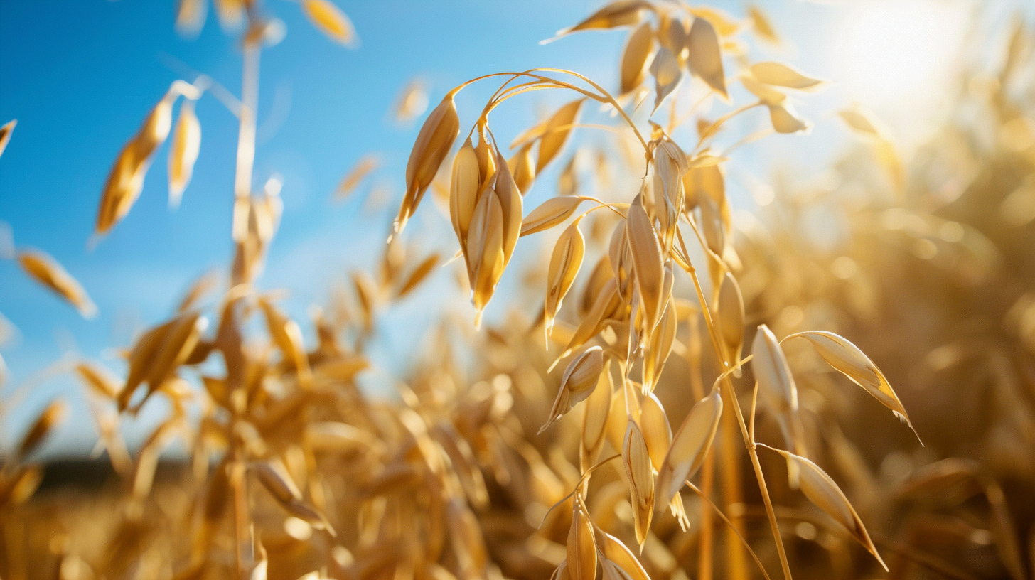 Which Country Exports The Most Oats? - Global Top Stats